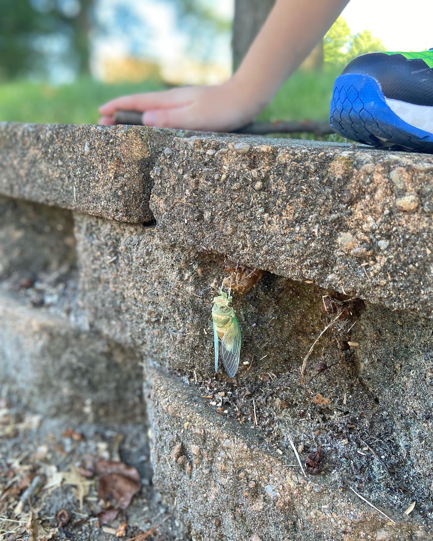 10 Fun Facts About Cicadas: Explore Your Backyard Series - Our Lively ...